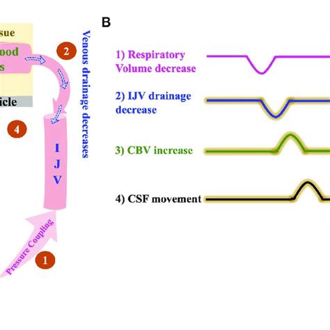 The Respiration Model Of Csf Dynamics A Model Illustrating How A Download Scientific Diagram