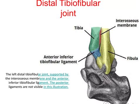Ankle And Tibiofibular Joint Pptx