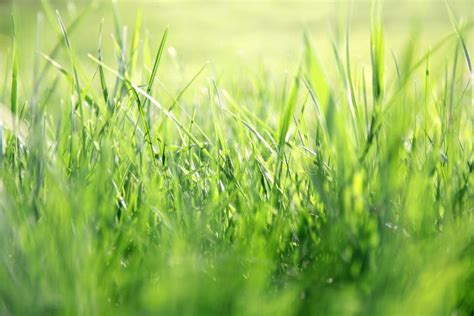 Blurred Lawn Grass Background Stock Image Image Of Bokeh Earth 54277271