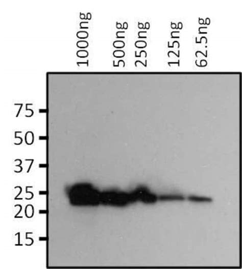 Invitrogen Egfp Monoclonal Antibody F56 6a123 100 μg Unconjugated