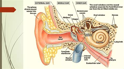 brainstem auditory evoked potentials pptx
