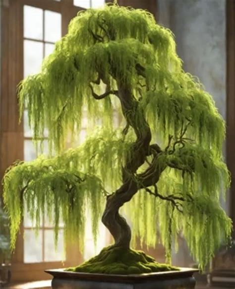 Cz Grain Willow Bonsai Tree Thick Trunk Cutting Fast Growing Live