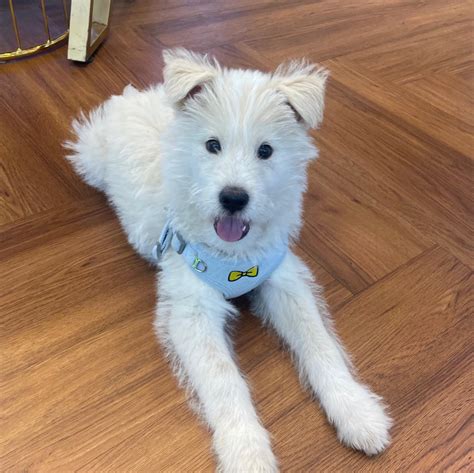 믹스견 젤리 화이트유기묘분양사이트 실버포메라니안분양 실버말티푸분양 실버푸들분양 실버먼치킨분양 실버랙돌분양 실버브리티쉬숏헤어분양