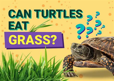 Can Turtles Eat Grass Vet Verified Facts And Safety Guide The Vet Desk