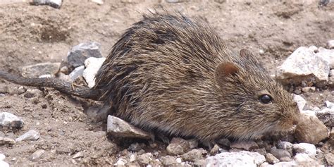 South Florida Rats Port St Lucie Delray Beach