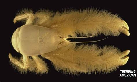 Introducing The Yeti Crabs Real Life Yeti In Deep Sea Trending American