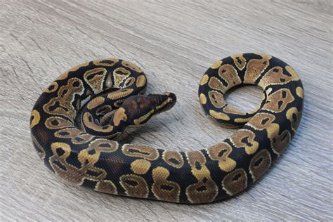 het vpi axanthic ball python by mario s morphs morphmarket