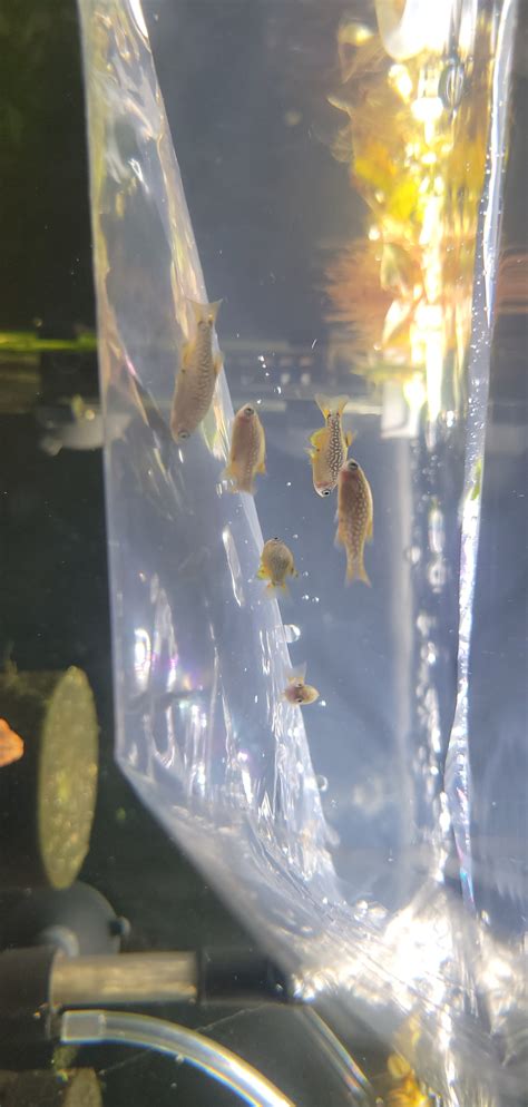 Sex My Celestial Pearl Danios Raquariums