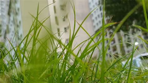 စိမ်းလန်း☘☘☘ Youtube