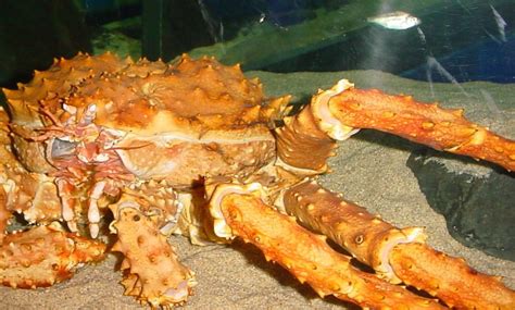 Species Keep Evolving Into Crabs And Meme Culture Has Just Rolled With It