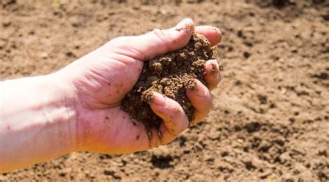 How To Identify Your Soil Type Sand Clay Loam And Silt Soils