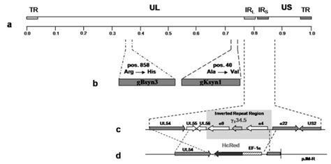 Schematic Representation Of The Genomic Structures Of The Oncolytic
