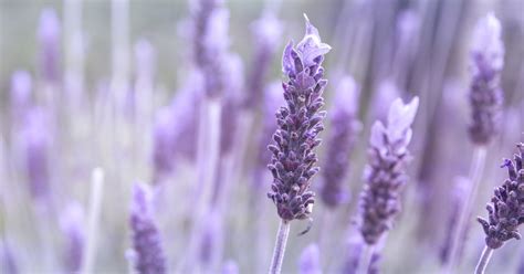 Ethyl Linalool The Fragrance Conservatory