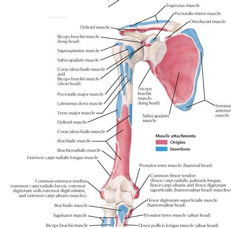 Omohyoid Muscle Origin And Insertion