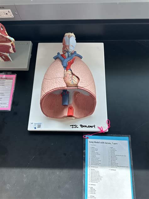 Lung Model 1 Diagram Quizlet