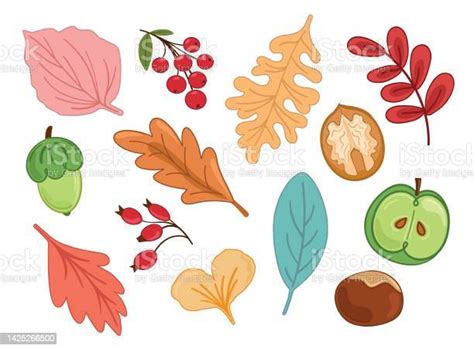 벡터 일러스트 레이 션 잎 Viburnum 장미 엉덩이 너트 밤 사과 도토리가있는 가을 세트 10월에 대한 스톡 벡터 아트 및 기타 이미지 Istock