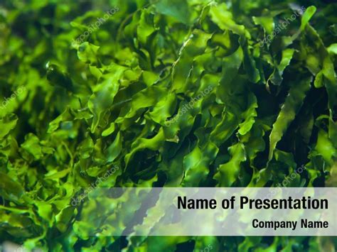 Green Seaweed Ulva PowerPoint Template Green Seaweed Ulva PowerPoint Background