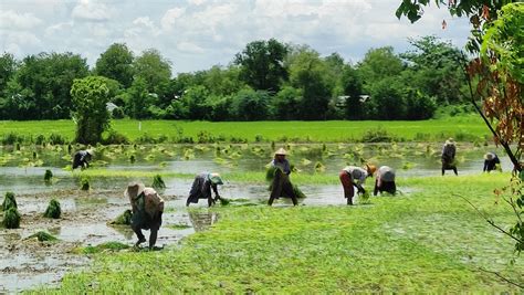 သုတ ဆန်ရောင်းဝယ်ရေး ဆန်ဟောင်း ဆန်သစ် သတိပြုဖွယ် ယခုအချိန်အခါသည် ဆန်စပါးများရိတ်သိမ်း ချိန်ဖြစ