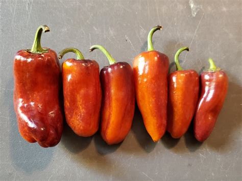 Sweet Pepper Pippins Golden Honey Seeds Certified Organic Garden Hoard Certified