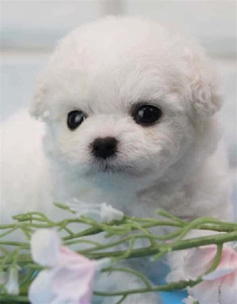 비숑프리제 분양 강아지분양 도그마루 소형견 토이푸들 말티푸 비숑 시츄 비숑분양가 미니비숑 강아지키우기 애견샵 실버푸들 애완용강아지 반려견 가