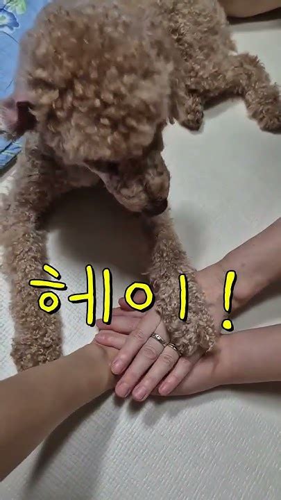 강아지 손 모으기 Youtube