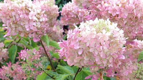 How To Plant Grow And Care For Limelight Hydrangeas