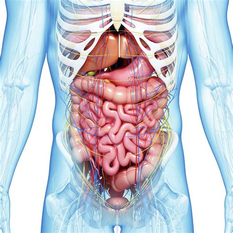 Abdominal Anatomy 6 By Science Photo Library