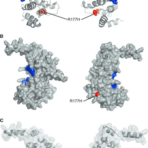 Hotspots For Inverted Formin 2 Inf2 Variants In Fsgs Cmt And Ahus
