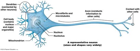 Dendrite Labeled Nipodroute