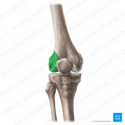 Lateral Epicondyle Of The Femur Anatomy And Structure Kenhub