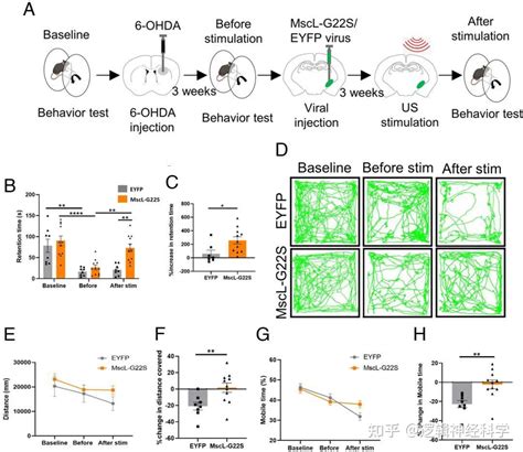 Pnas︱香港理工大学孙雷课题组利用无创神经元类型靶向的超声遗传学方法调控深部脑区，并有效改善帕金森疾病小鼠模型的运动障碍 知乎