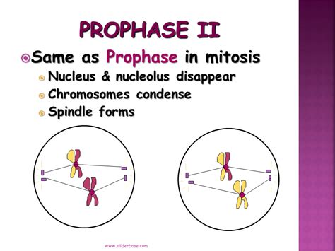 Prophase Ii