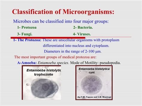 Classification Of Microorganisms Lecture 2 Ppt Biological Sciences