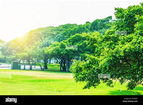 Branches Of A Tree Sticking Out On The Lawn In Park Stock Photo Alamy
