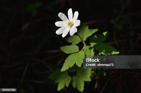 봄에 숲에서 야생에서 자라는 부드러운 흰색 말미잘 꽃 부드러운 스톡 플라워 이미지 샷 에 열린 조리개 0명에 대한 스톡 사진 및 기타 이미지 Istock
