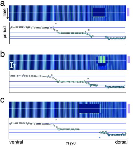 robustness of modularization and patterning to large activity
