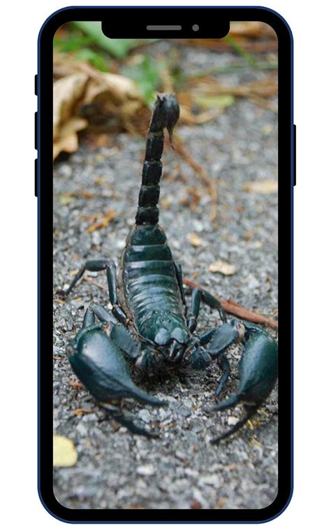 Scorpion Wallpapers Apk For Android Download