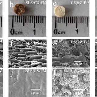 SEM Images Of A MPC B N MPC And C N MPC EDTA D The High Download Scientific Diagram
