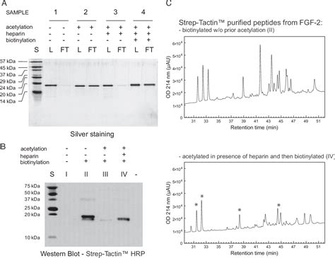 Figure 2 From Identification Of Heparin Binding Sites In Proteins By Selective Labeling