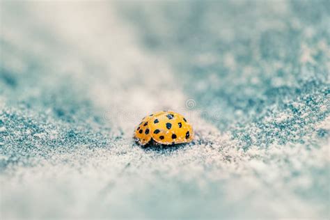 Yellow Ladybug On The Frozen Leaf Ladybird Insect Macro Shot Stock Image Image Of Year