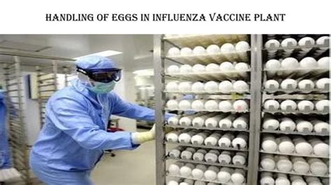 Embryonated Egg Inoculation Culture For Virus Ppt Pptx