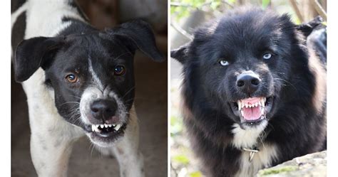 КОШМАР Глутница бесни кучета убиха Мирослава майка на 15 годишно