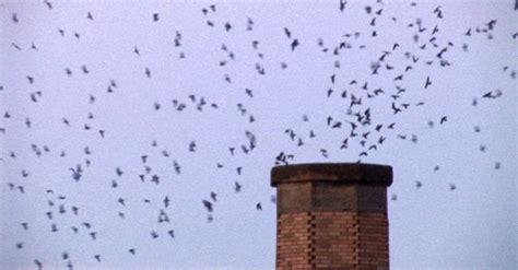 Swift Migration Outside My Window