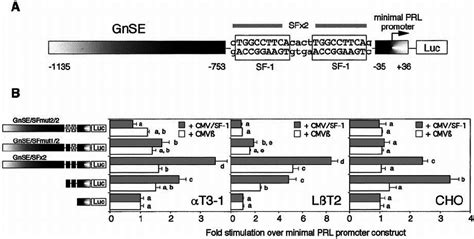 Overexpression Of Sf 1 Enhances In L ␤ T2 And Restores In ␣ T31 Cells