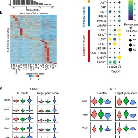 Transcriptional Regulation Of The Cell Type Specific And Area Specific Download Scientific