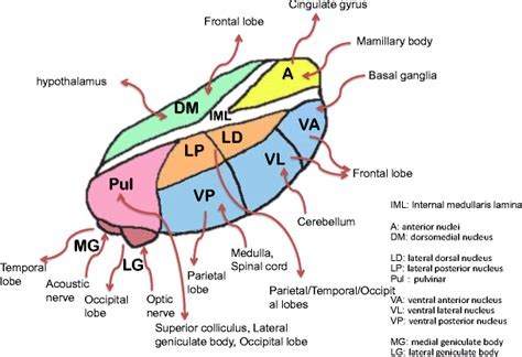 An Area Connected To The Thalamic Nucleus Group Download Scientific