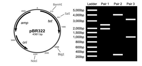 Question 4 Below Is A Restriction Map For The Pbr322 Plasmid The Plasmid Was Digested With