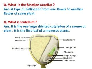 Sexual Reproduction In Flowering Class 12th Biology 1st Chapterpptx
