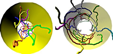 Adsorption Of Semiflexible Polymers In Cylindrical Tubes Eutopia