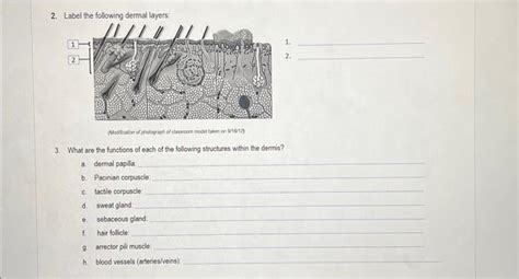 Solved 1 List The Layers Of The Dermis And Describe The
